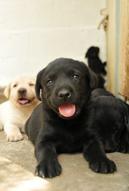 Imagen labrador negro bebé - Imagui