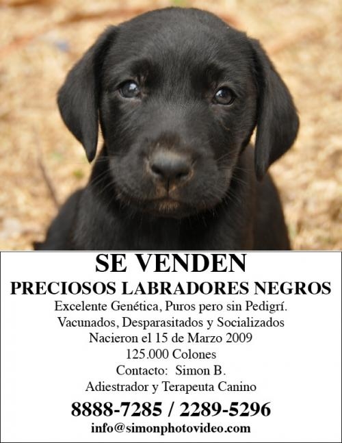 Labradores bebés negros - Imagui
