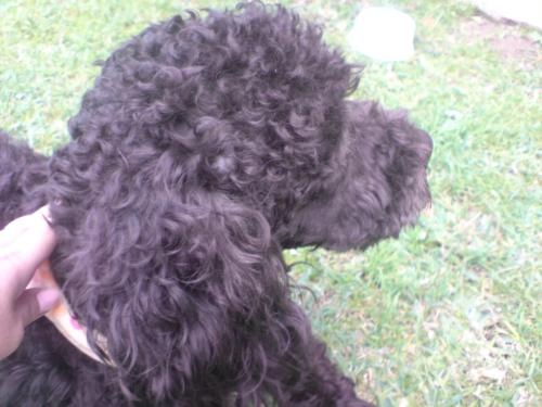 Cachorro french poodle negro en San José - Animales / Mascotas | 23172