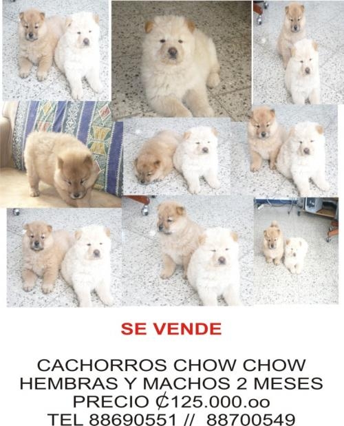 Chow chow lindos cachorros machos y hembras de 2 meses en Heredia ...