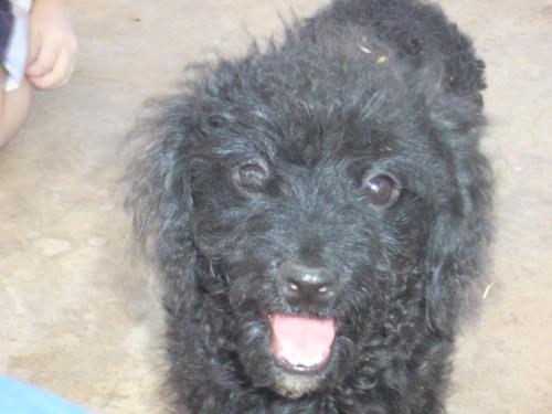 French poodle negra busca novio: un tacita negro en Puntarenas ...